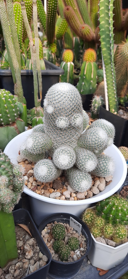 Top 30 Cactus Varieties You Should Grow - Succulent Garden Web