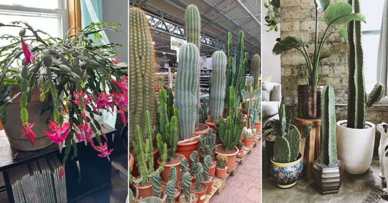 How to Tell if Your Cactus is Dying: Signs and Solutions - Succulent ...