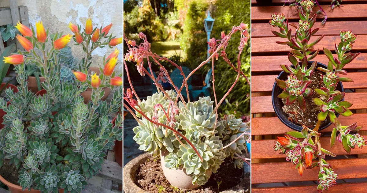 6 Beautiful Trailing Echeveria Succulents - Succulent Garden Web