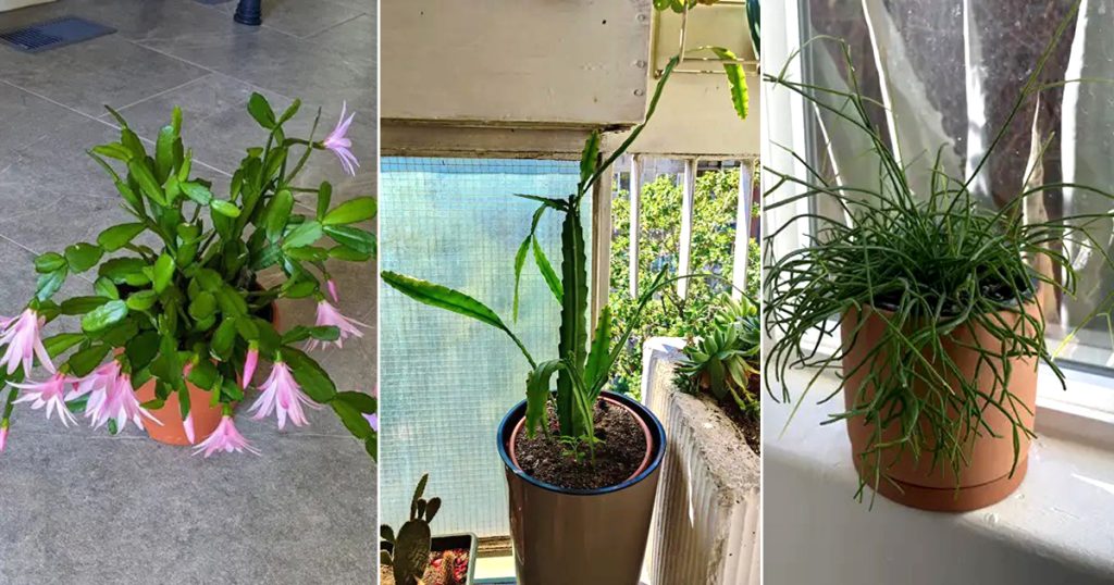 Reasons and Solutions of Cactus Corking - Succulent Garden Web