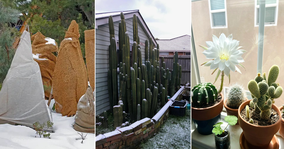 Can Cactus Survive The Winter? Practical Tips to Keep Yours Safe ...