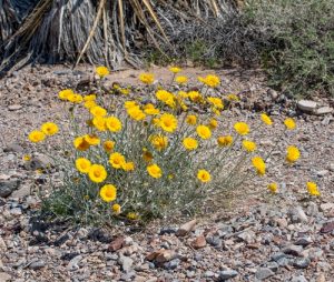 11 Hardy Plants for The Desert That's Not a Cactus - Succulent Garden Web