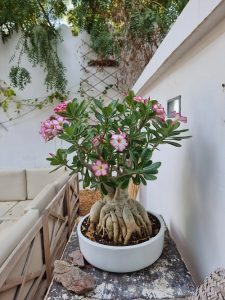 Desert Rose Care and Growing Guide - Succulent Garden Web