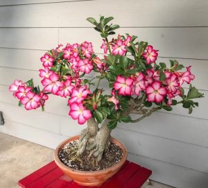 Desert Rose Care and Growing Guide - Succulent Garden Web