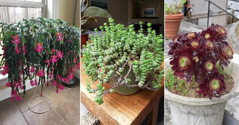 7 Crystal Clear Succulents That Look Transparent and Rare - Succulent ...