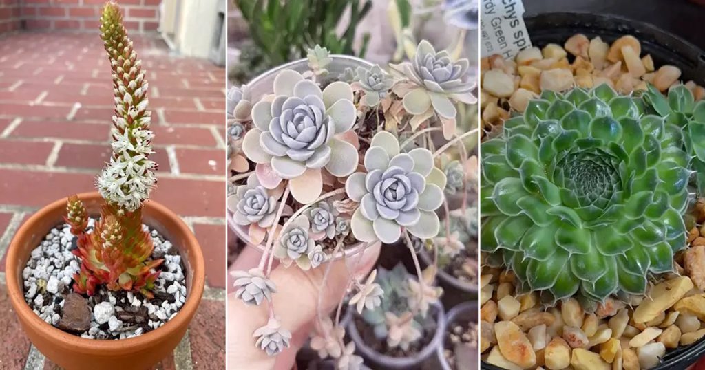 7 Crystal Clear Succulents That Look Transparent and Rare - Succulent ...