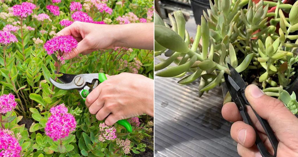 When to Cut Back Sedum for Winter? - Succulent Garden Web