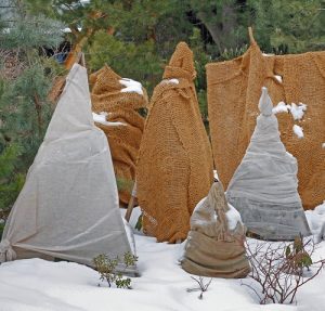 Can Cactus Survive The Winter? Practical Tips to Keep Yours Safe ...