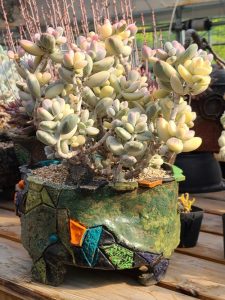 14 Best African Succulent Plants - Succulent Garden Web