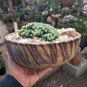 17 Tiny Mini Succulents For A Cute Garden - Succulent Garden Web