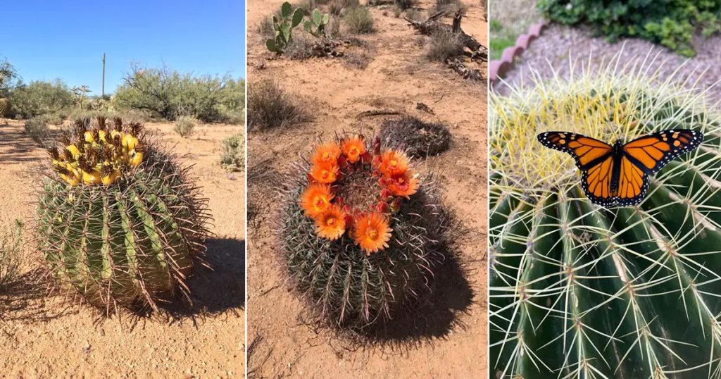 List of Spineless Cactus Varieties - Succulent Garden Web