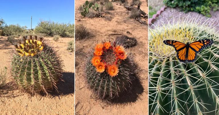 List of Spineless Cactus Varieties - Succulent Garden Web