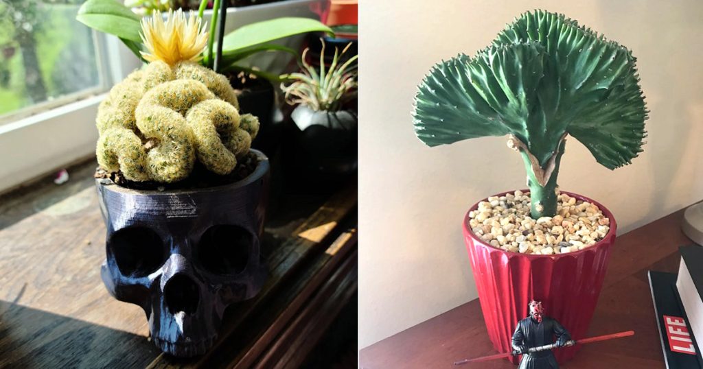5 Amazing Cactus That Look Like A Brain - Succulent Garden Web