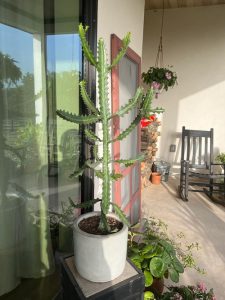 19 Amazing Cactus With Arms That Will Amaze You - Succulent Garden Web