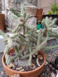 20 Amazing Types of Cactus in Arizona - Succulent Garden Web