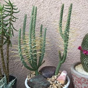 19 Amazing Cactus With Arms That Will Amaze You - Succulent Garden Web