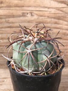 20 Amazing Types of Cactus in Arizona - Succulent Garden Web