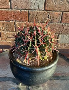 20 Amazing Types of Cactus in Arizona - Succulent Garden Web