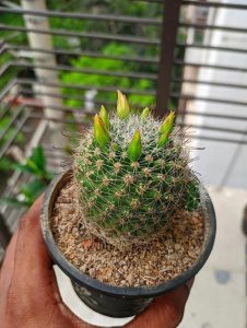 20 Amazing Types of Cactus in Arizona - Succulent Garden Web