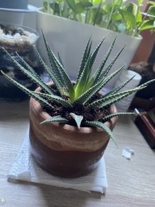 12 Best Long Leaf Succulents For You - Succulent Garden Web