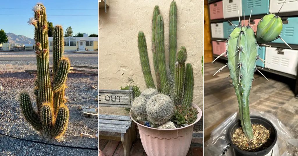 Reasons and Solutions of Cactus Corking - Succulent Garden Web