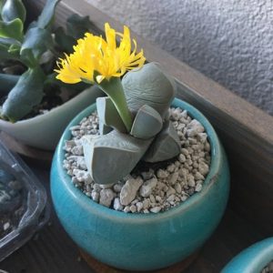 17 Tiny Mini Succulents For A Cute Garden - Succulent Garden Web