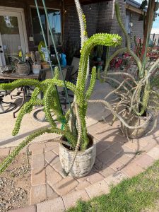 20 Amazing Types of Cactus in Arizona - Succulent Garden Web