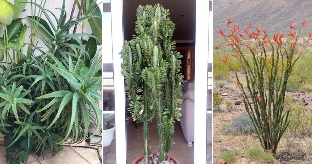 7 Amazing Plants That Look Like Cactus - Succulent Garden Web