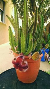 7 Amazing Plants That Look Like Cactus - Succulent Garden Web