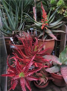 10 Most Colorful Aloes For Your Garden - Succulent Garden Web