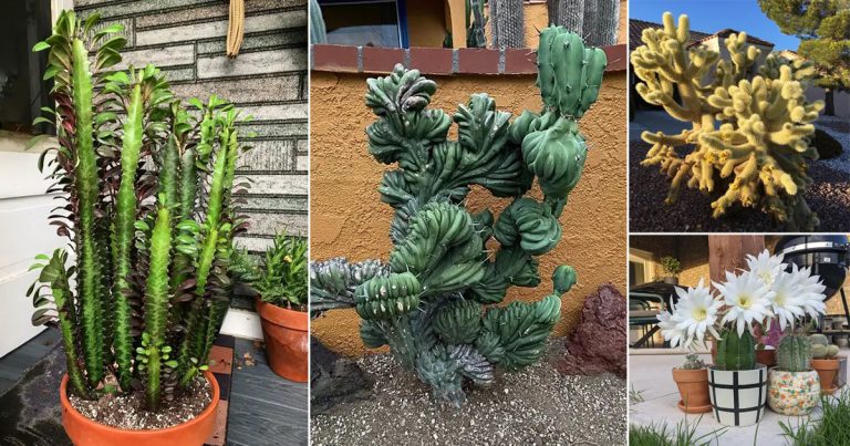 Reasons and Solutions of Cactus Corking - Succulent Garden Web