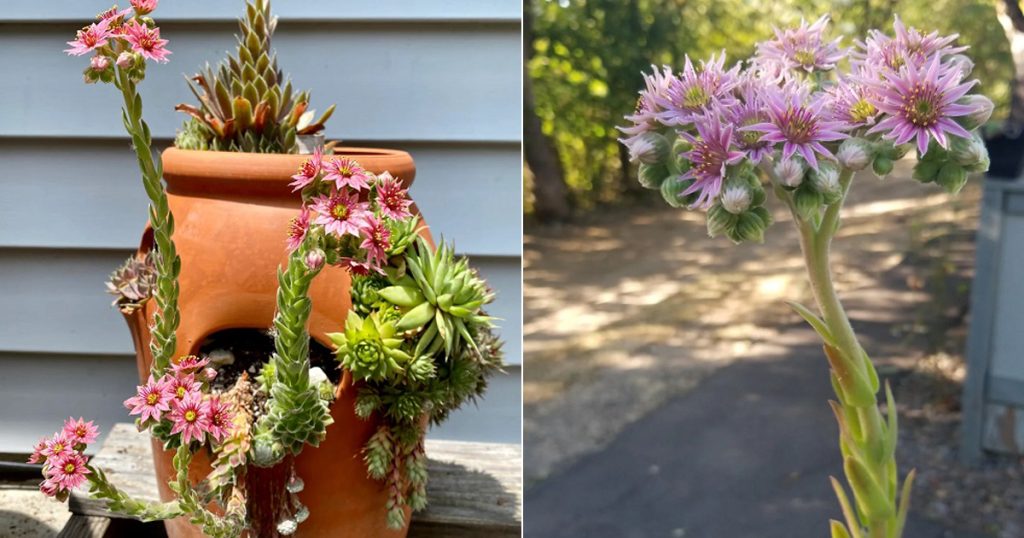 What To Do With Hens and Chicks Flowers - Succulent Garden Web