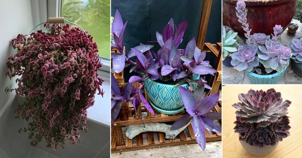 7 Crystal Clear Succulents That Look Transparent and Rare - Succulent ...