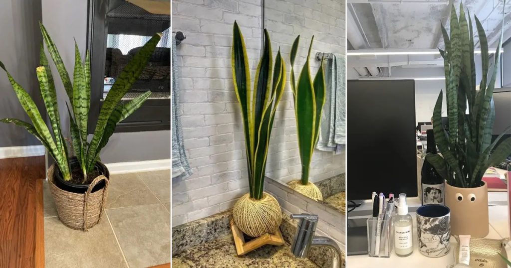 Best and Worst Places to Display Your Snake Plant at Home - Succulent ...
