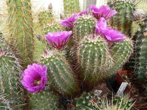 20 Amazing Types of Cactus in Arizona - Succulent Garden Web