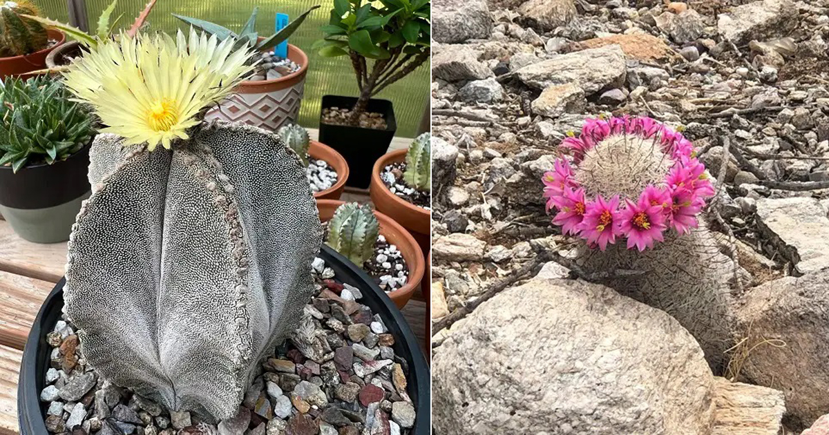 5 Beautiful Cactus With Crown-like Flowers - Succulent Garden Web
