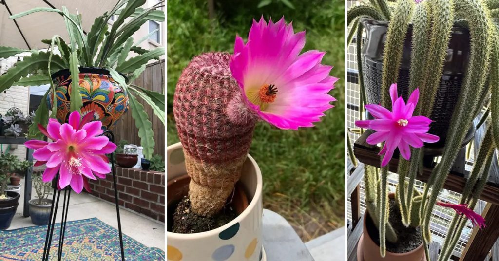 Penis Cactus Care and Growing Guide - Succulent Garden Web