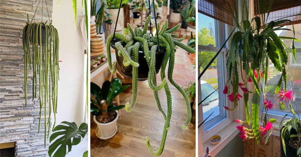 How to Tell if Your Cactus is Dying: Signs and Solutions - Succulent ...