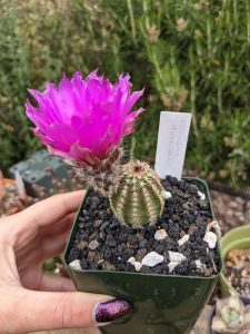 20 Amazing Types of Cactus in Arizona - Succulent Garden Web