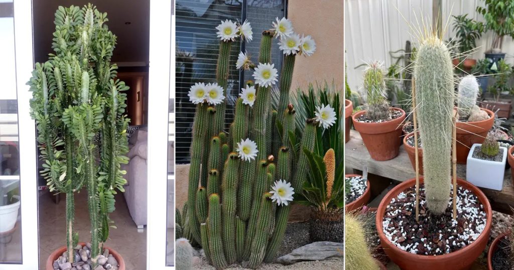 How Does Cactus Get Energy? - Succulent Garden Web