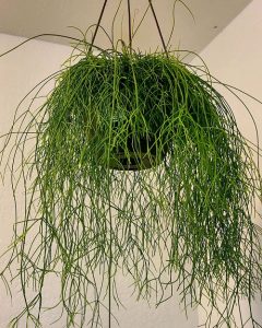 11 Best Hanging Cacti For Your Home - Succulent Garden Web
