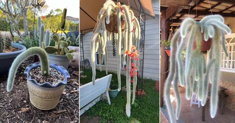 The Mermaid Tail Cactus Care and Growing Guide - Succulent Garden Web