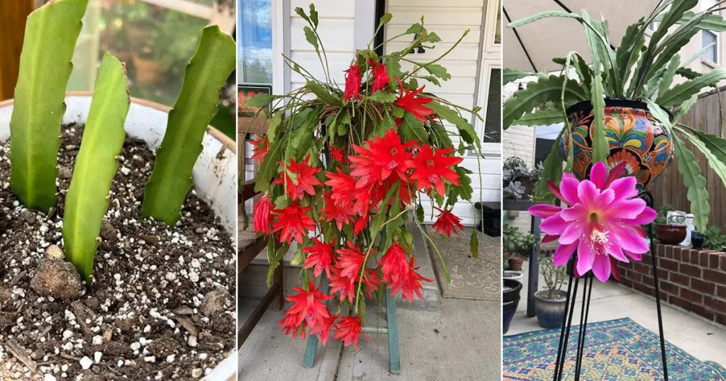 Orchid Cactus Care and Growing Guide - Succulent Garden Web