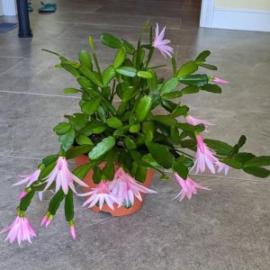 20 Cactus With Pink Flowers That Will Steal Your Heart - Succulent ...