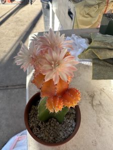 20 Cactus With Pink Flowers That Will Steal Your Heart - Succulent ...