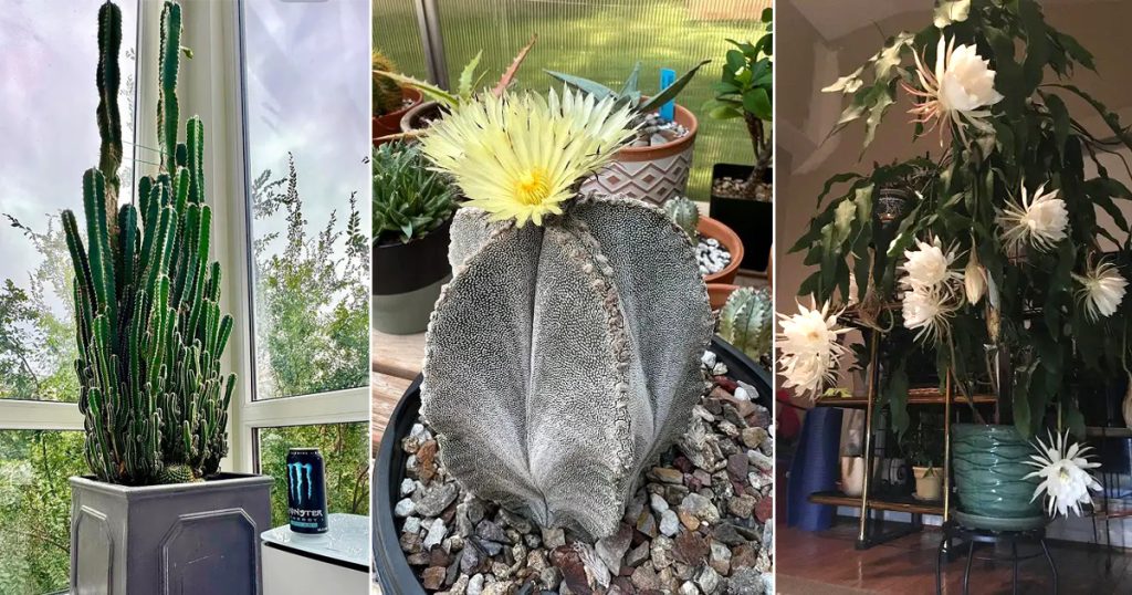 How to Tell if Your Cactus is Dying: Signs and Solutions - Succulent ...