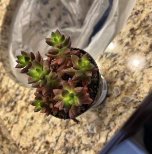 31 Best Purple Succulents For You - Succulent Garden Web