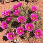 20 Cactus With Pink Flowers That Will Steal Your Heart - Succulent ...