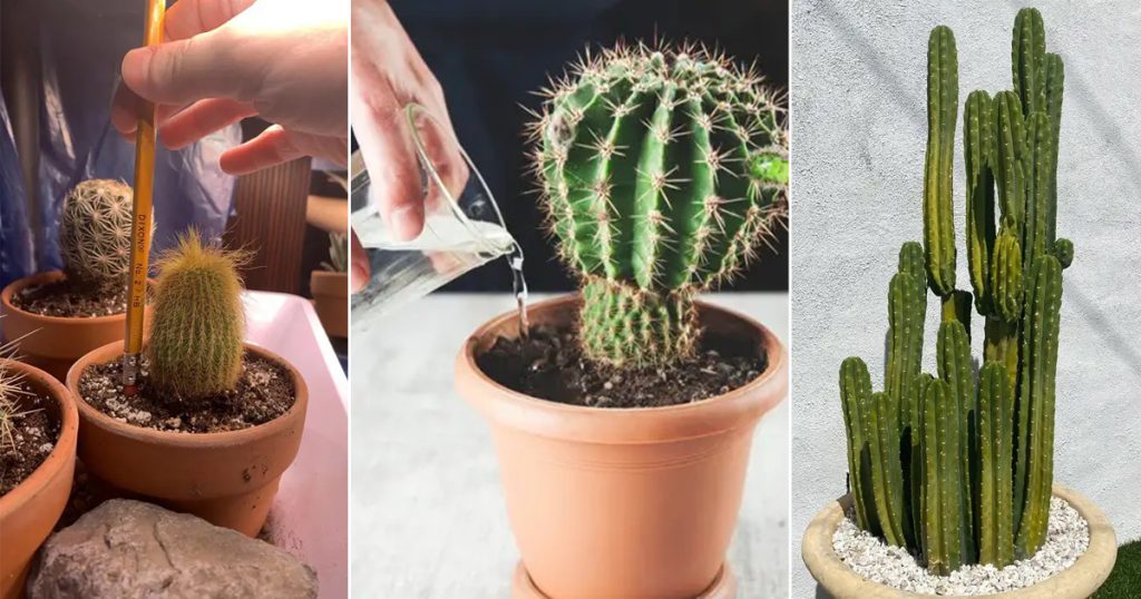 What are the Nutrients and Water Needs for a Cactus? - Succulent Garden Web