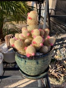 20 Cactus With Pink Flowers That Will Steal Your Heart - Succulent ...